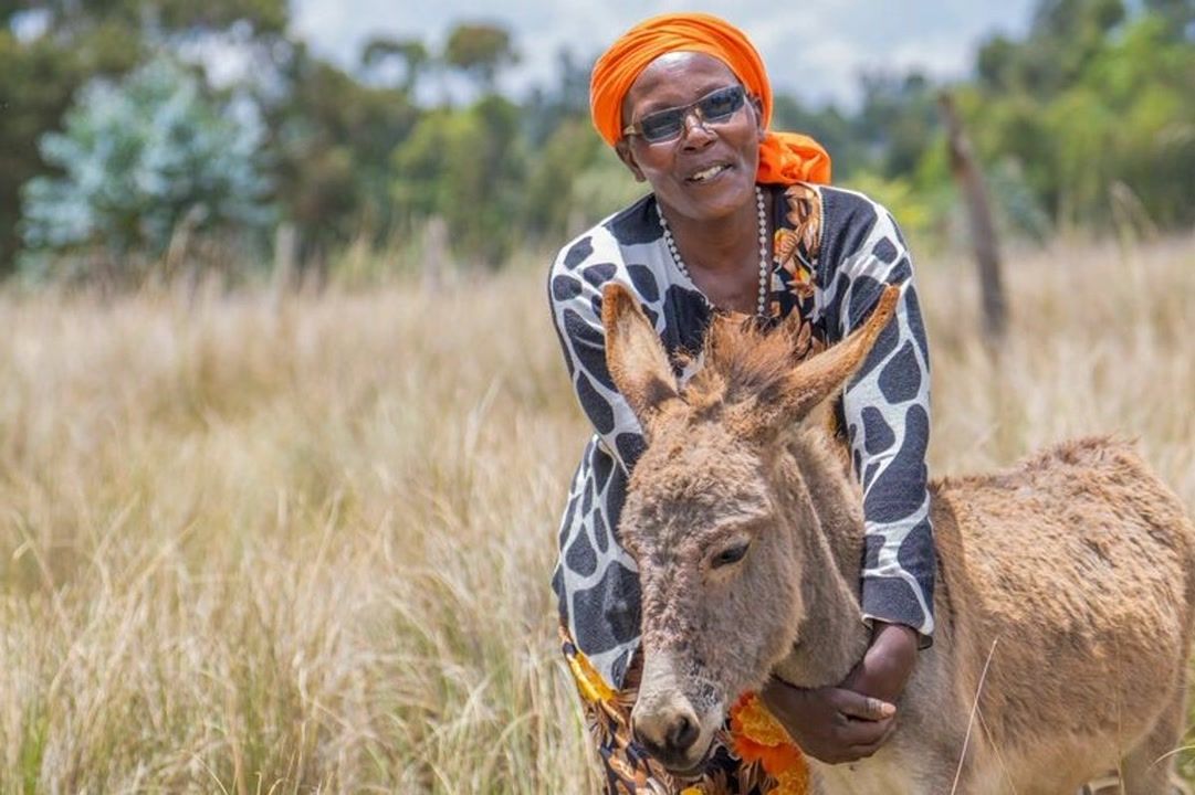Donkeys stolen, slaughtered for wellness products