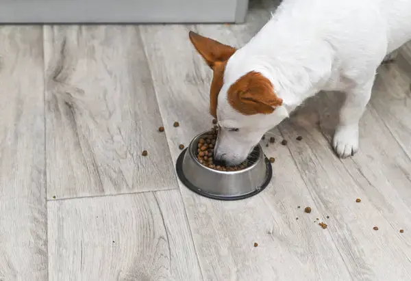 Study finds PFAS exposure risk in popular wet dog foods