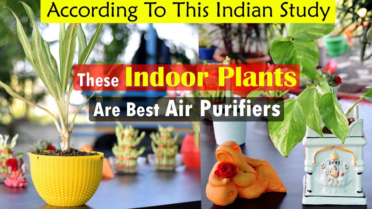 Best air purifying indoor plants backed by Indian research findings