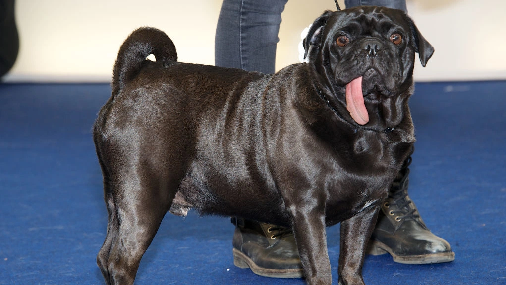 Loving your pug through every stage of life