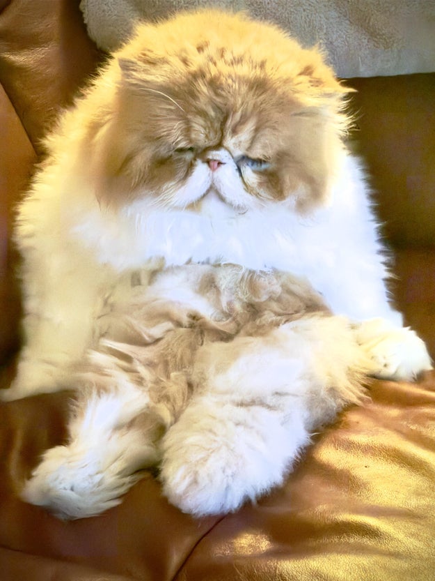23 cat photos that are way, way, way, way, way funnier than they should be