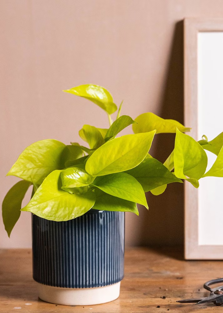 Where to place a pothos plant in your home for good luck