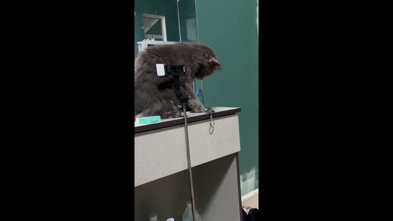 Cat hurls items from dressing table to claim his territory