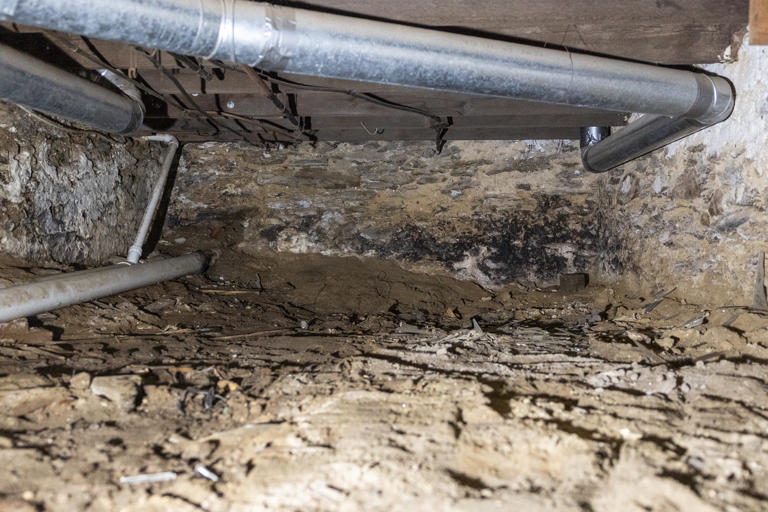 Many homes have mold. But when is it a bigger problem?
