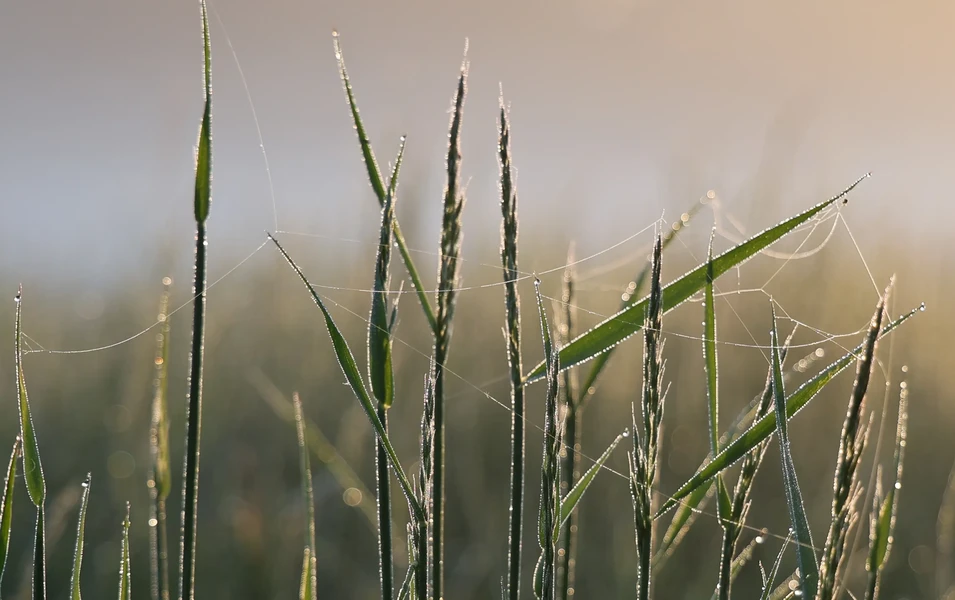 The secret superpowers of spider silk