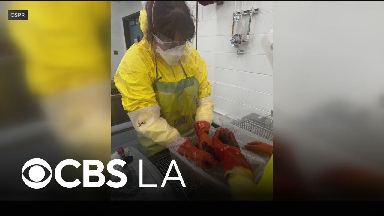 11 birds dead, dozens more oiled ruptured pipeline leaks in East LA