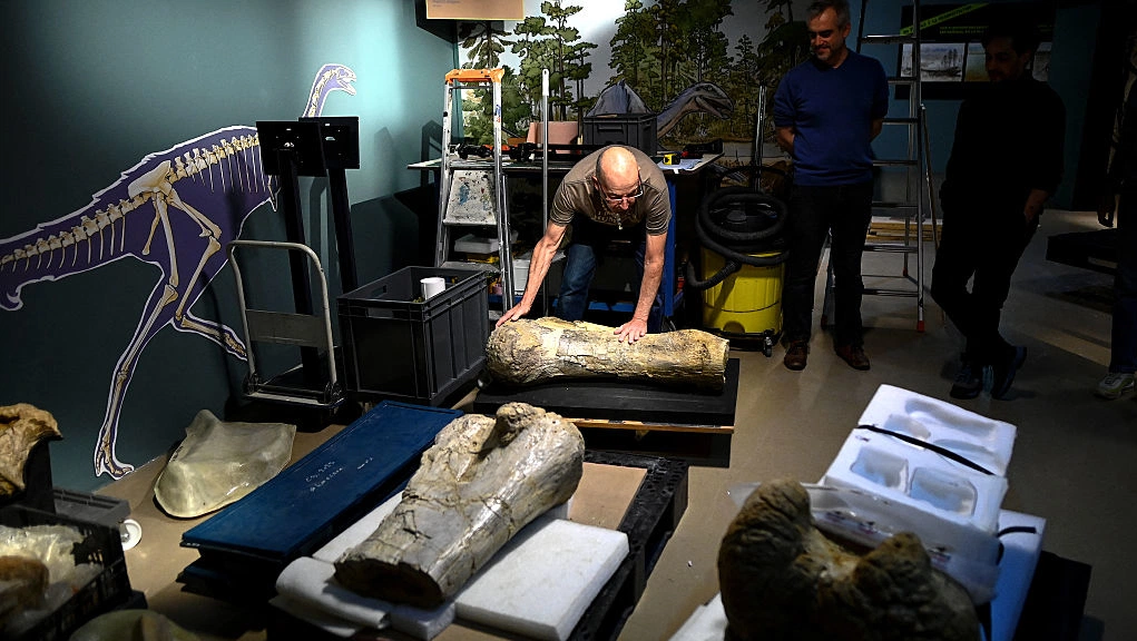 Study links T rex's tiny arms to powerful skull evolution