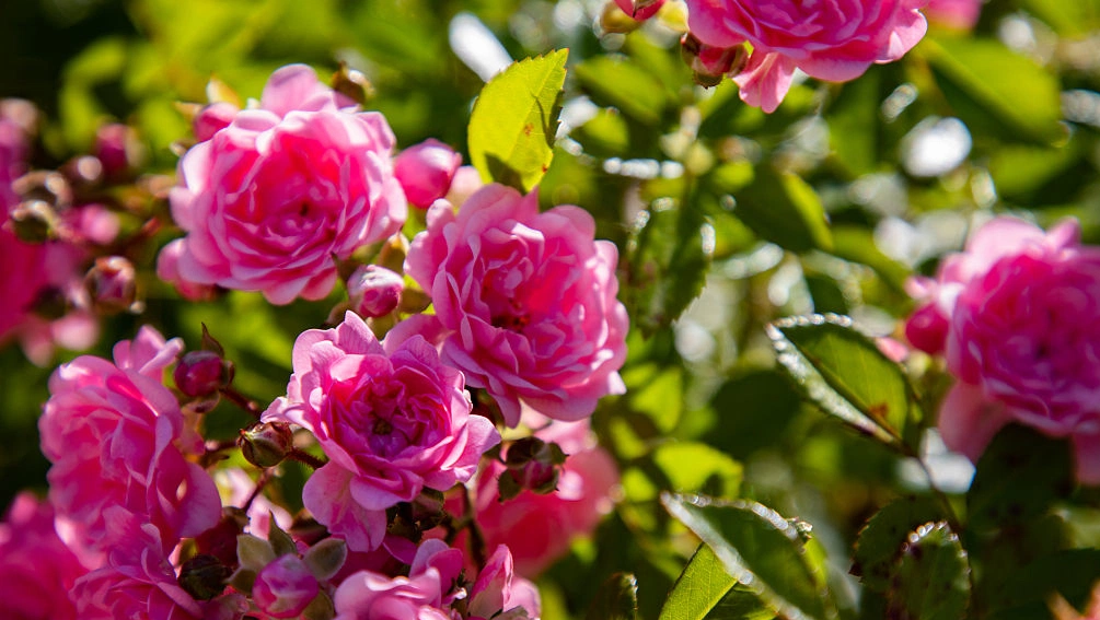 Small space rose gardening made simple