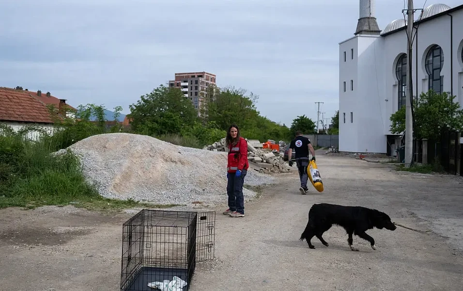 Veterinarians outline urgent health and behavior warnings in dogs