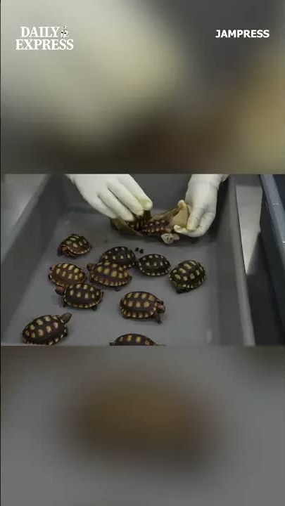 Smelly traveller caught with 58 live tortoises strapped to her thighs ...