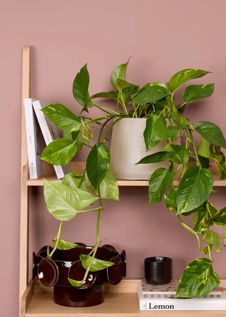 Where to place a pothos plant in your home for good luck