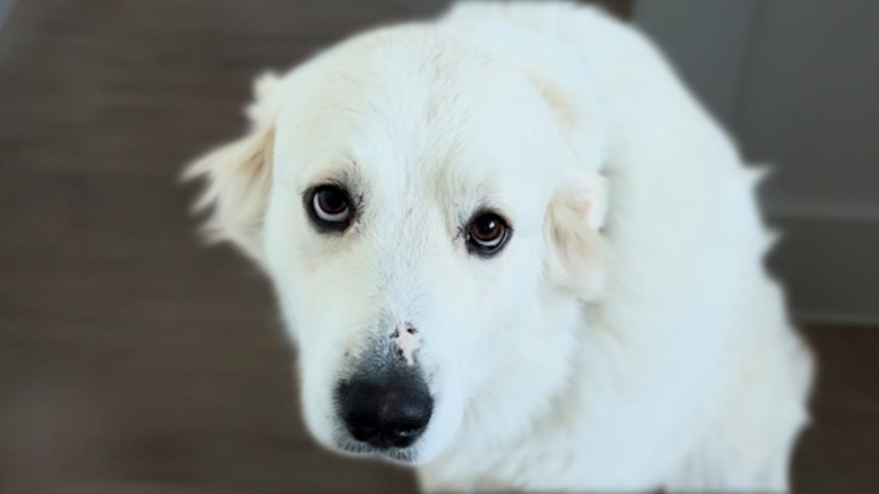 He thought he had rescued just one dog - but it was actually eight more