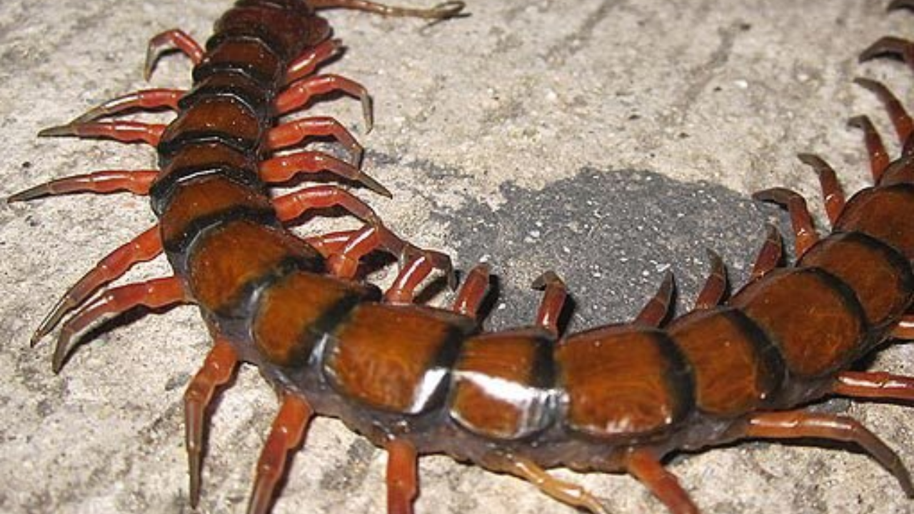 The giant Amazonian centipede is straight out of a horror movie