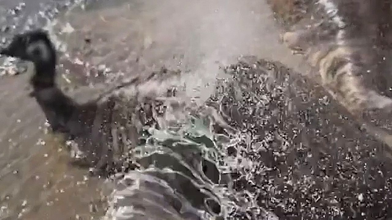Emus enjoy cold bath during UK heatwave