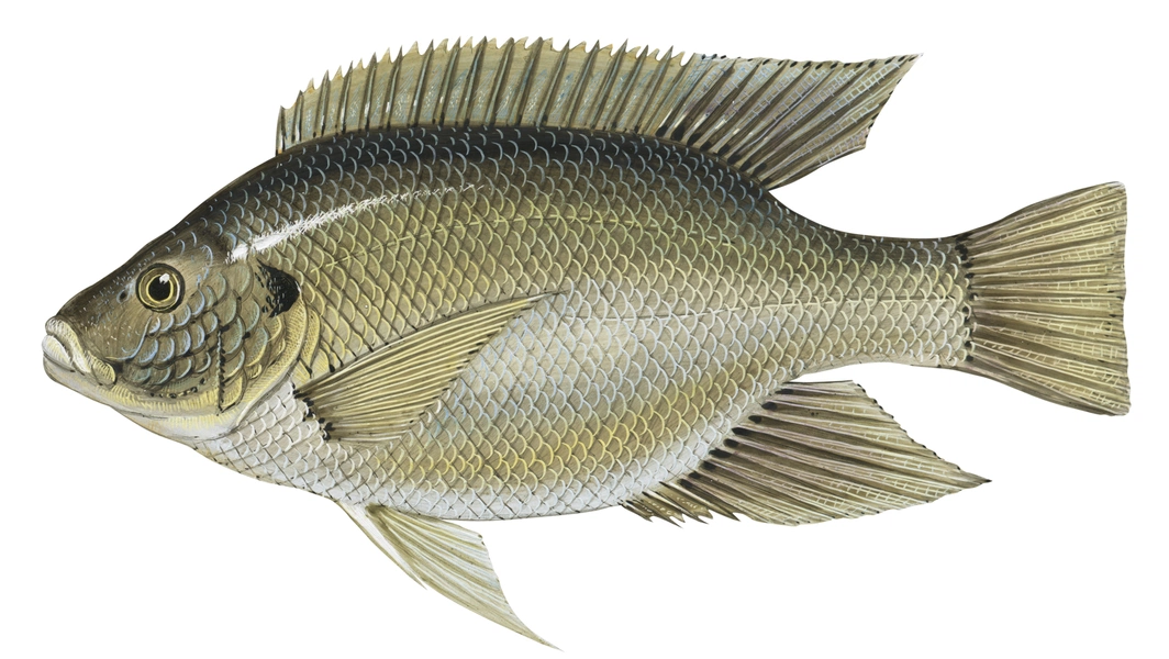 Tilapia dinners that taste like pure comfort