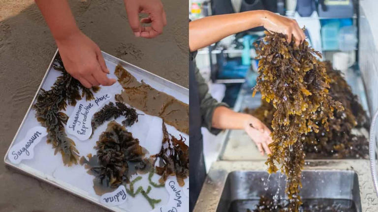 Gabriella D’Cruz on foraging & cooking with Indian seaweed