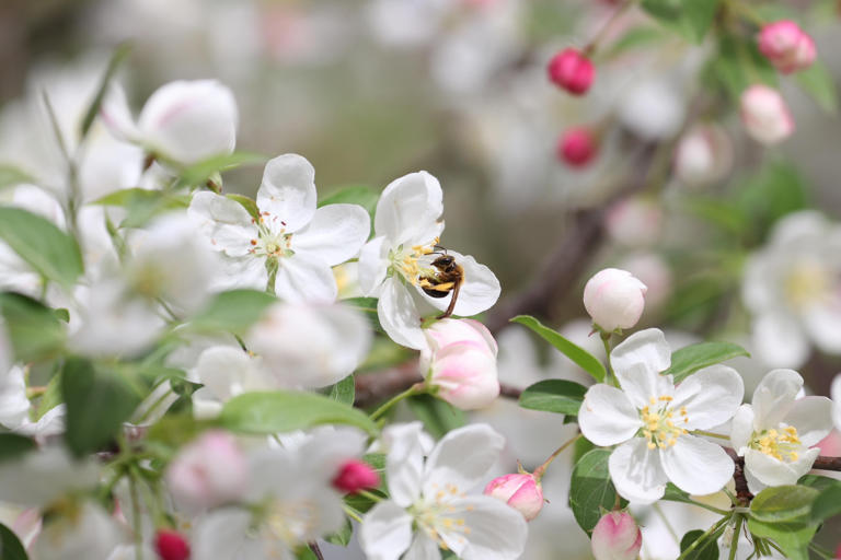 Ask the experts: What are your moments of joy in the garden?