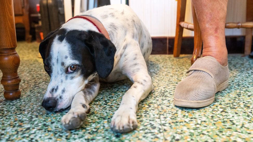 Experts outline key signs of decline in senior dogs