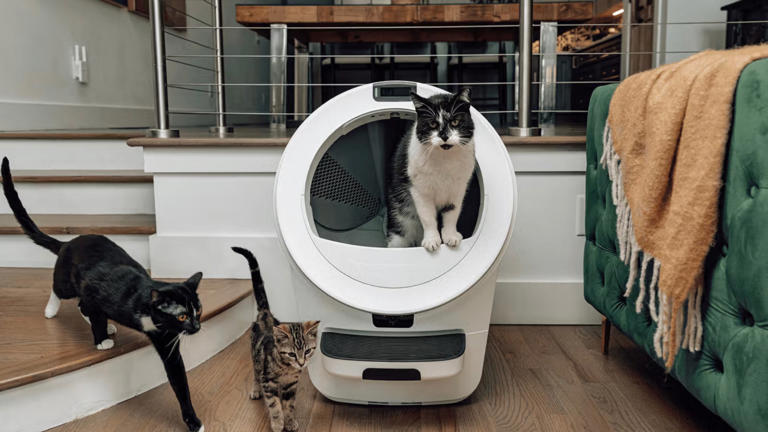 Scouted: This self-cleaning Litter-Robot is the Dyson of cat boxes