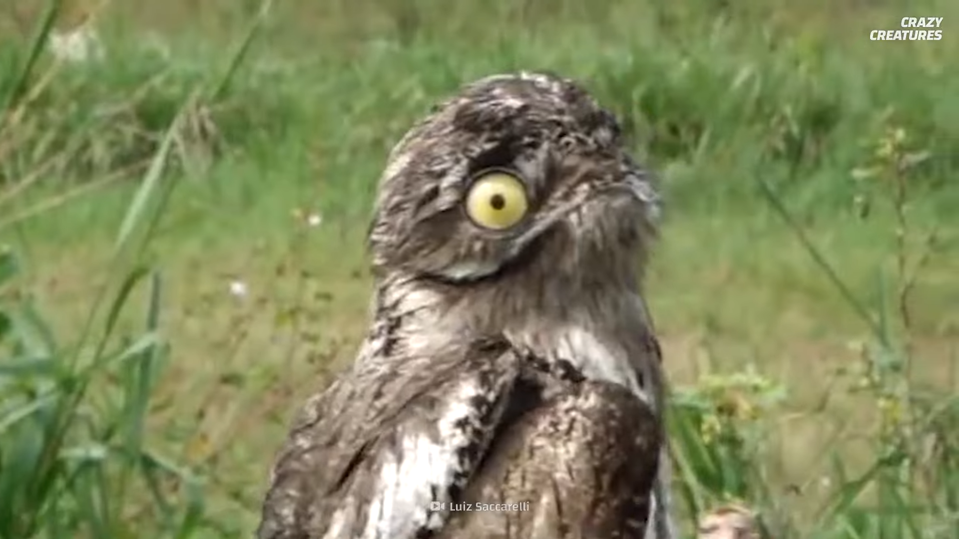 These nightmare birds have giant eyes and mouths straight out of horror ...
