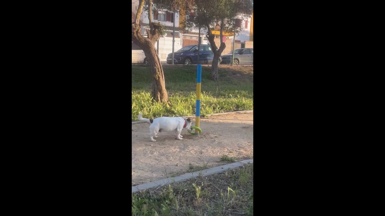 Dog destroys favorite toy during play in Seville, Spain