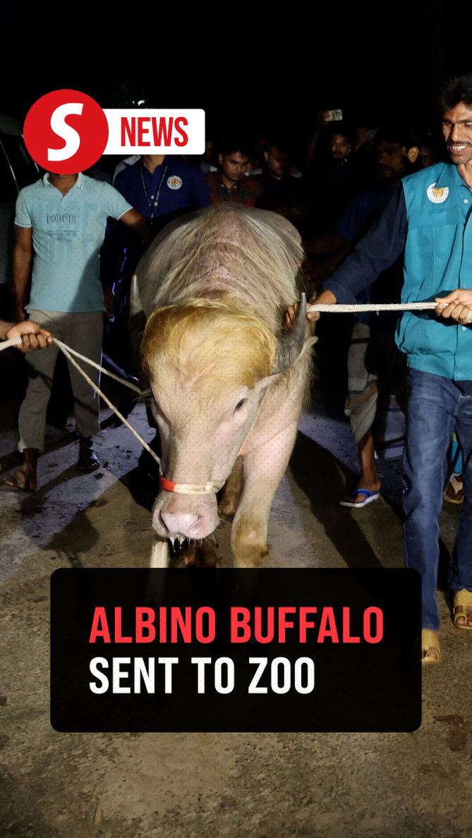 'Trump' buffalo spared sacrifice, sent to Bangladesh zoo