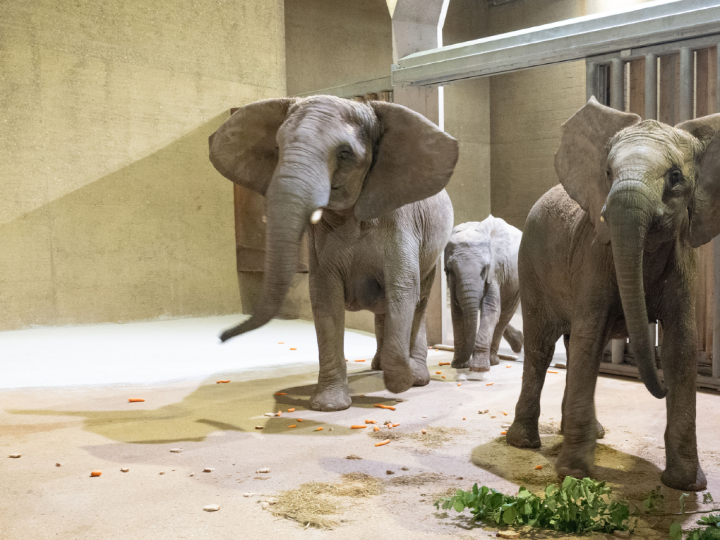 Le zoo de Bâle accueille à nouveau un groupe d'éléphants