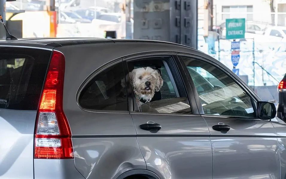 Kelly Ripa recounts 911 call after locking dog in car