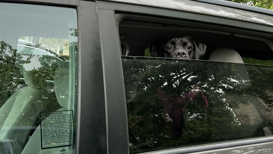 Kelly Ripa recounts 911 call after locking dog in car