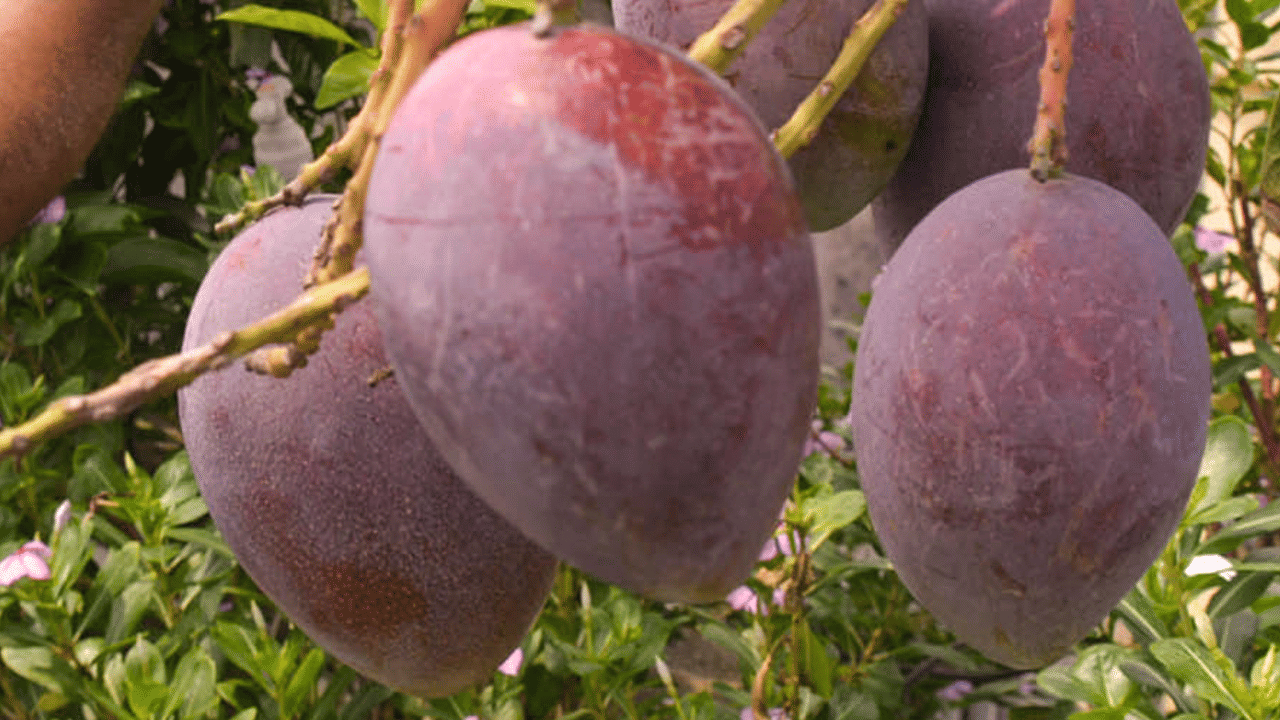 Odisha farmer grows rare Miyazaki mangoes worth Rs 3 lakh per kg ...