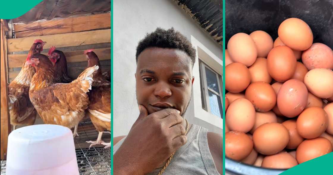 See the many eggs this man got from his noiler chickens after feeding ...