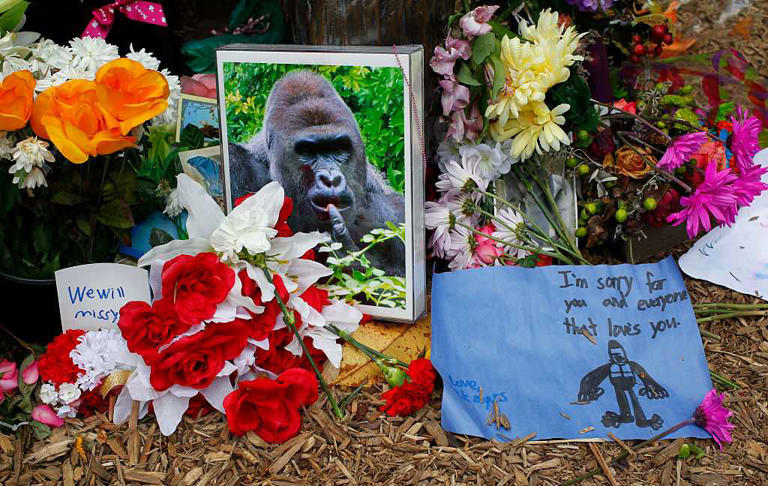 White House pays tribute to 'true patriot' Harambe 10 years after ...