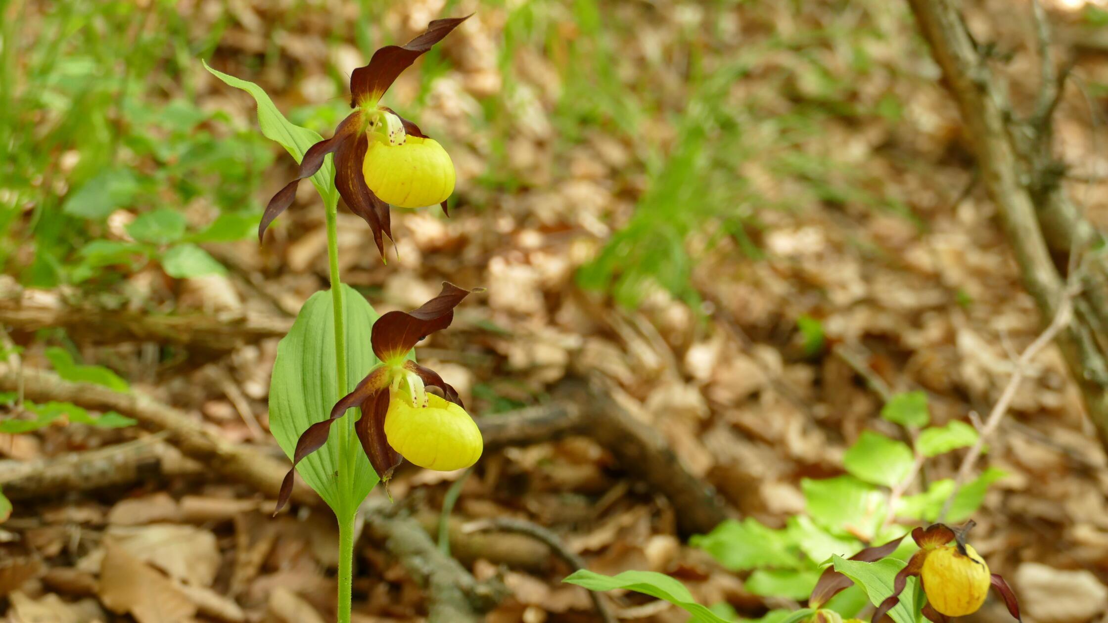 Gefährdete Orchideenart: Schulung in Kastl für Förster in Sachen ...