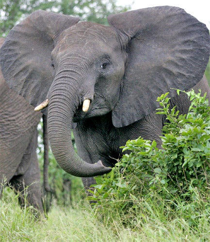 Happy the elephant’s final goodbye leaves Bronx Zoo staff in tears