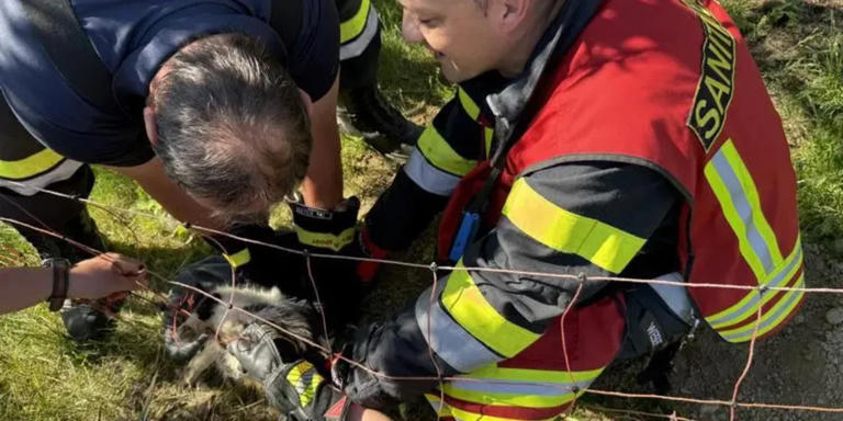 Kater strangulierte sich in Zaun: Tierrettung in letzter Minute