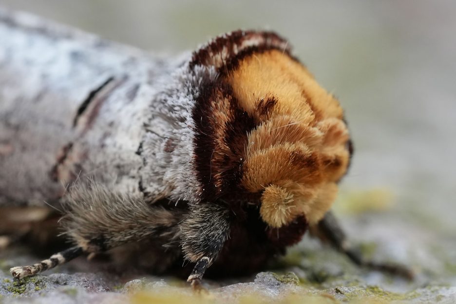 It looks just like a twig and flies at night – and now is the time to ...