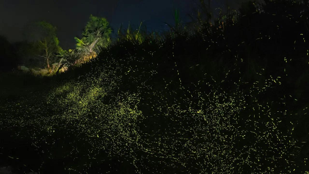 IN PHOTOS Going to see fireflies? Avoid these 4 human activities that ...
