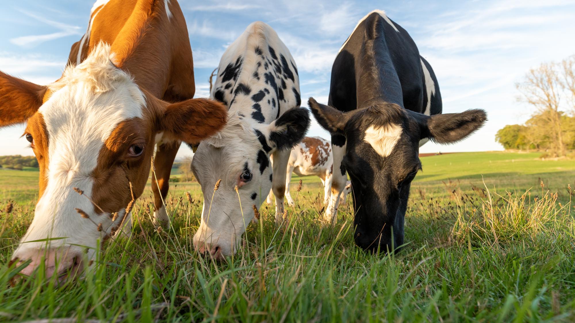 Rural crime cost Northern Ireland £2.2million last year a rise of 24% ...