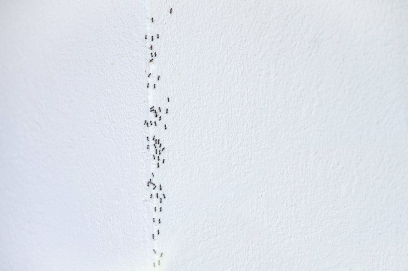 Ants will vanish if 1 natural ingredient is sprayed in your home