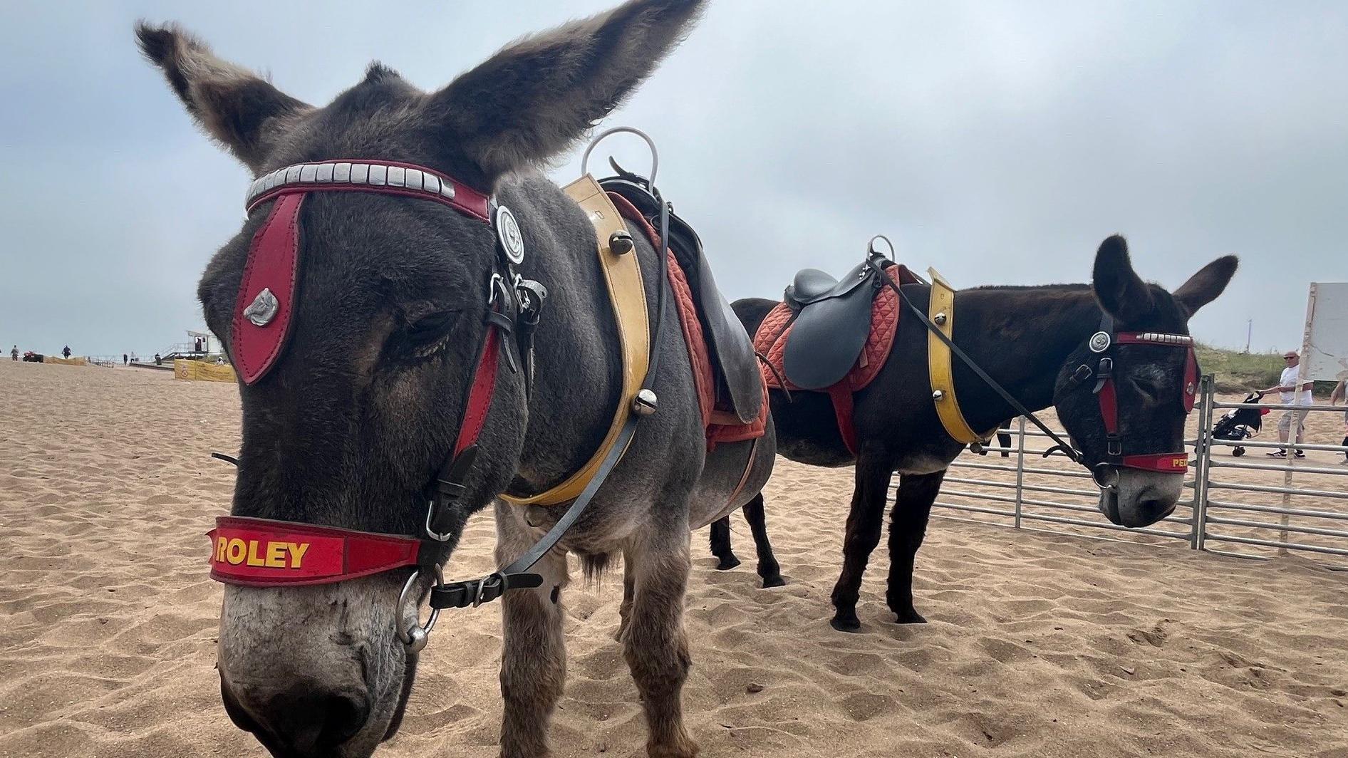 Donkey-ride owners 'exceed standards', says council