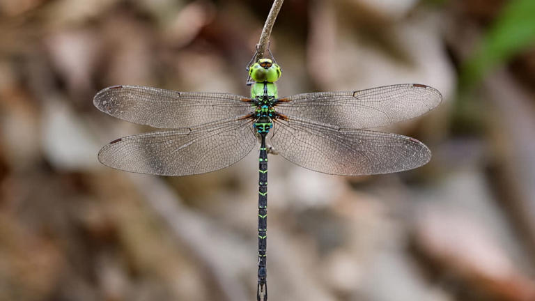 Gecko found in Assam, dragonfly in Arunachal: Northeast buzzing with ...