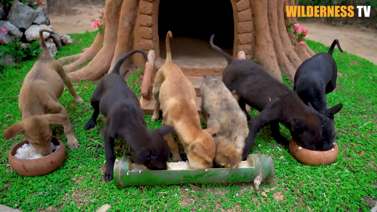 These puppies had no safe place to sleep – so I built them a tree house
