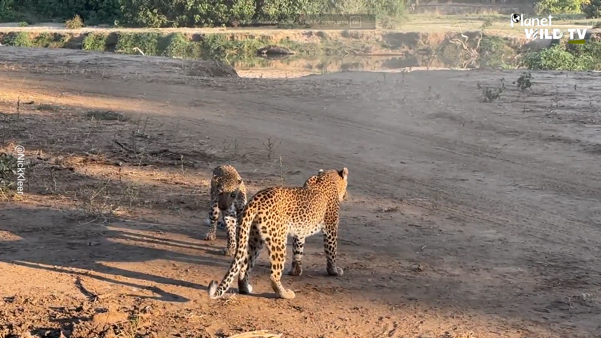 Tense leopard face-off captured in dramatic wildlife encounter