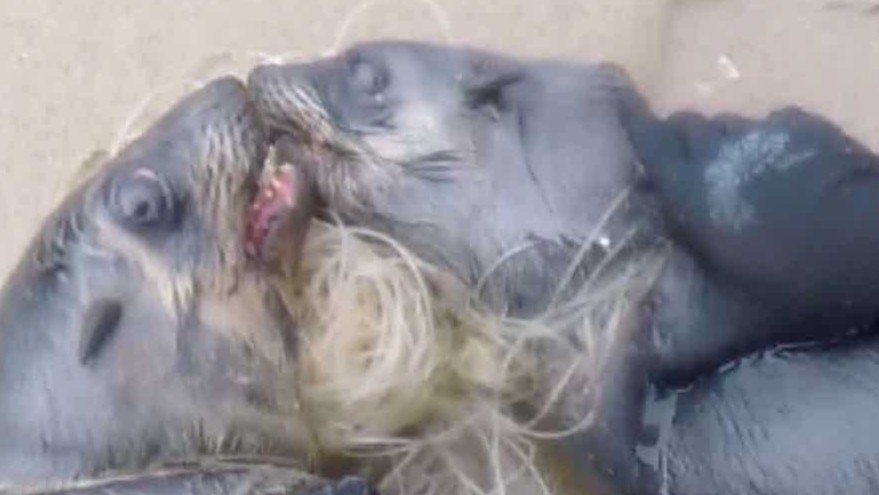 Human trash nearly killed two innocent baby seals and it’s absolutely ...