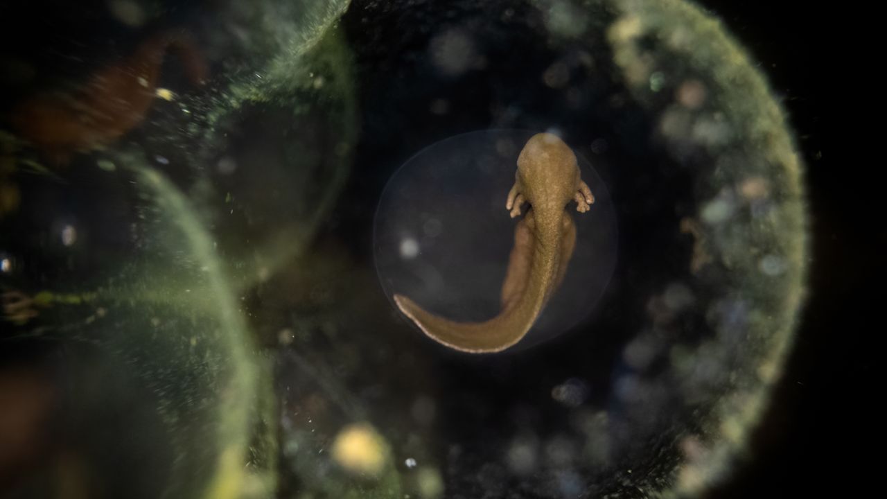4 years after building a pool in his garden, photographer captures ...