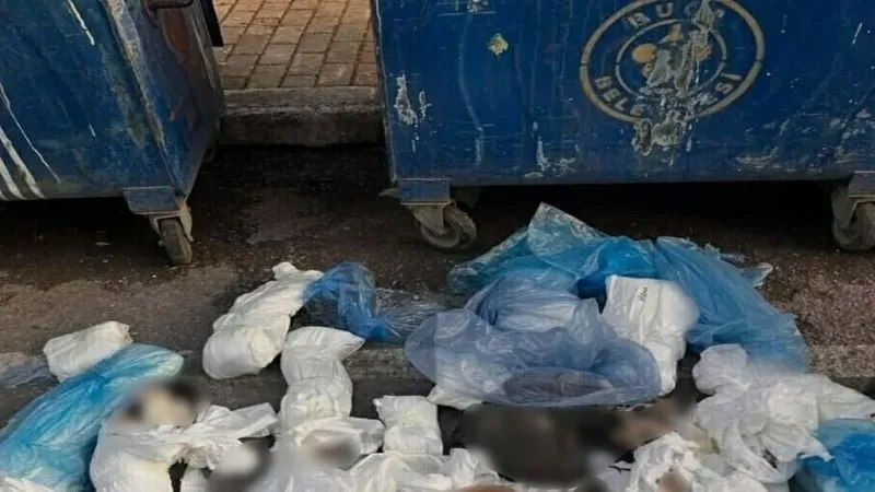 İzmir'de 33 kedinin ölü bulunmasında geni gelişme; veteriner hekim ...