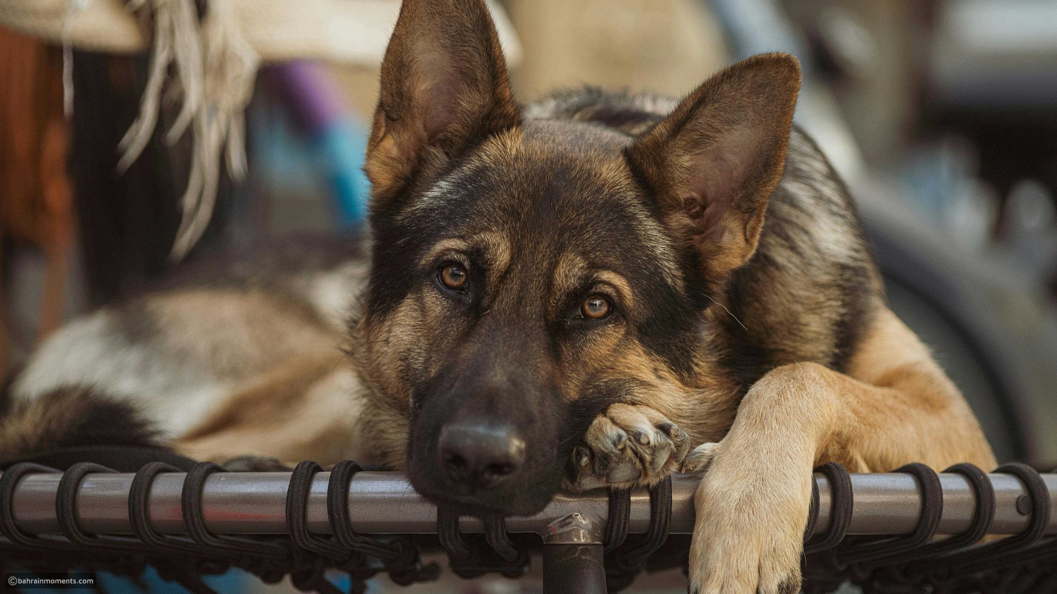 12 most obedient and easiest dog breeds to train, according to ...