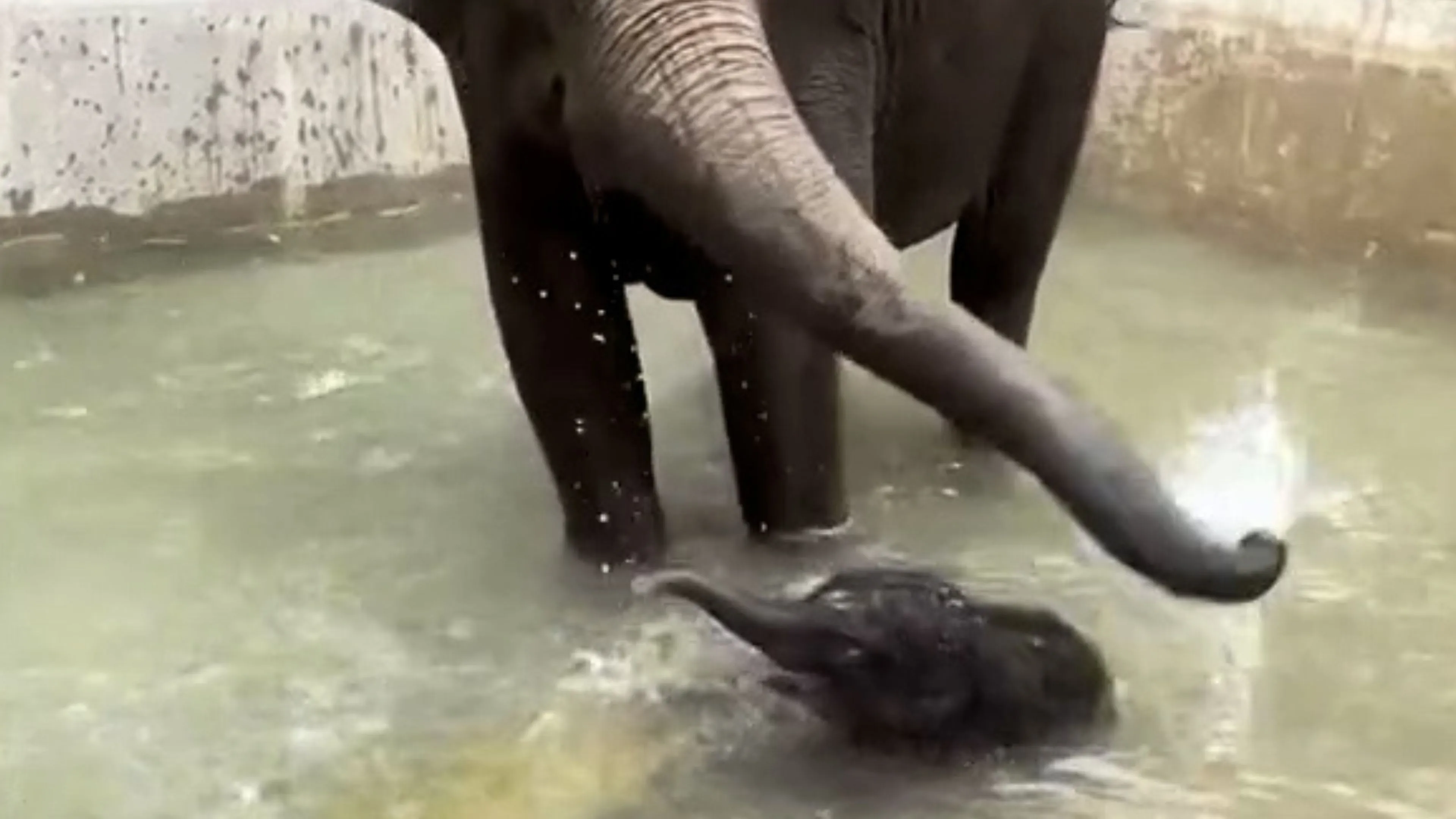 Zu süß! Baby-Elefant zeigt seinen ersten öffentlichen Schwimmauftritt
