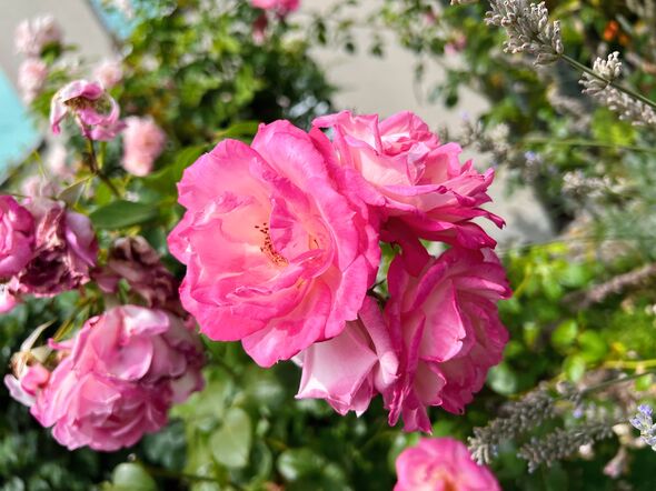 Stop roses attracting pests this summer with 2-ingredient DIY spray