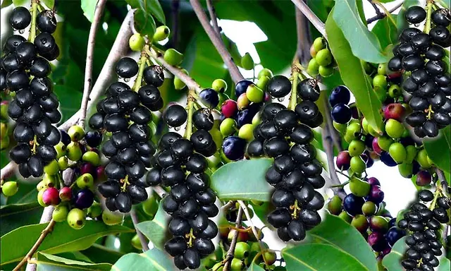 Jamun fruit takes centre stage in markets; high demand driven by ...